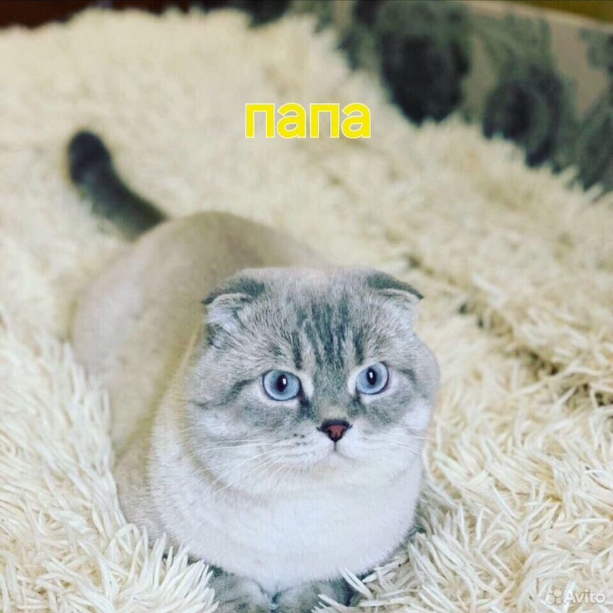 Шотландские котята