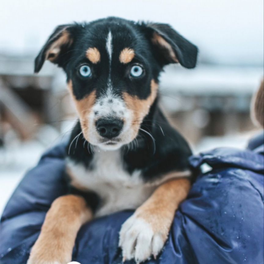 Щенок в добрые руки