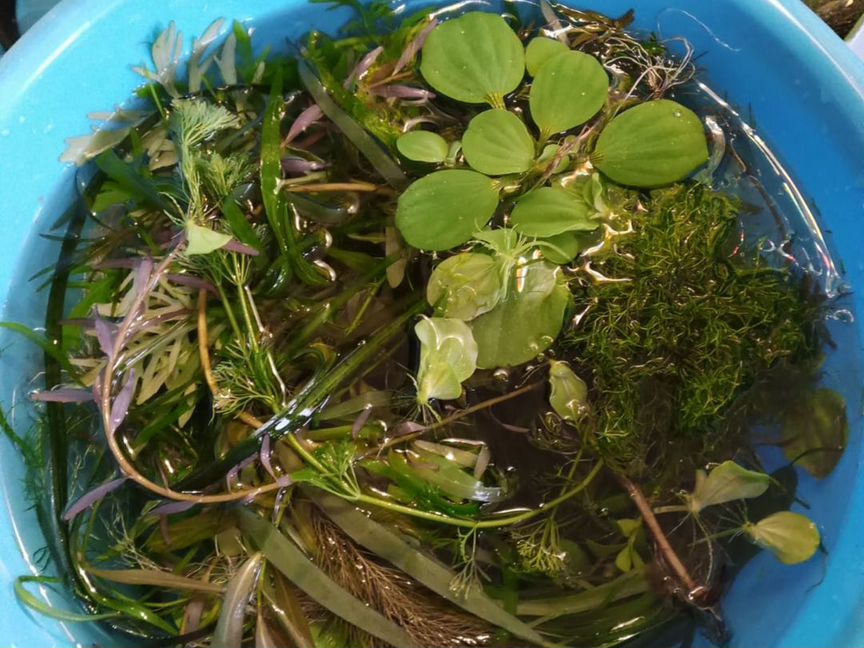 Прополка аквариумных растений