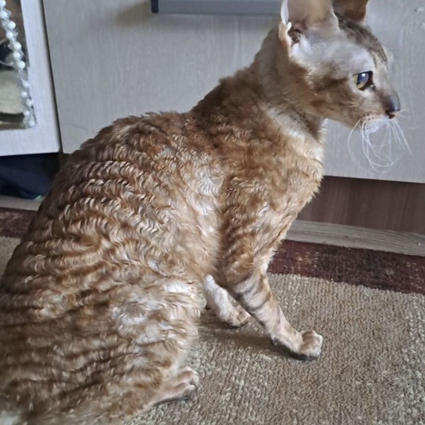 Кошечка корниш-рекс