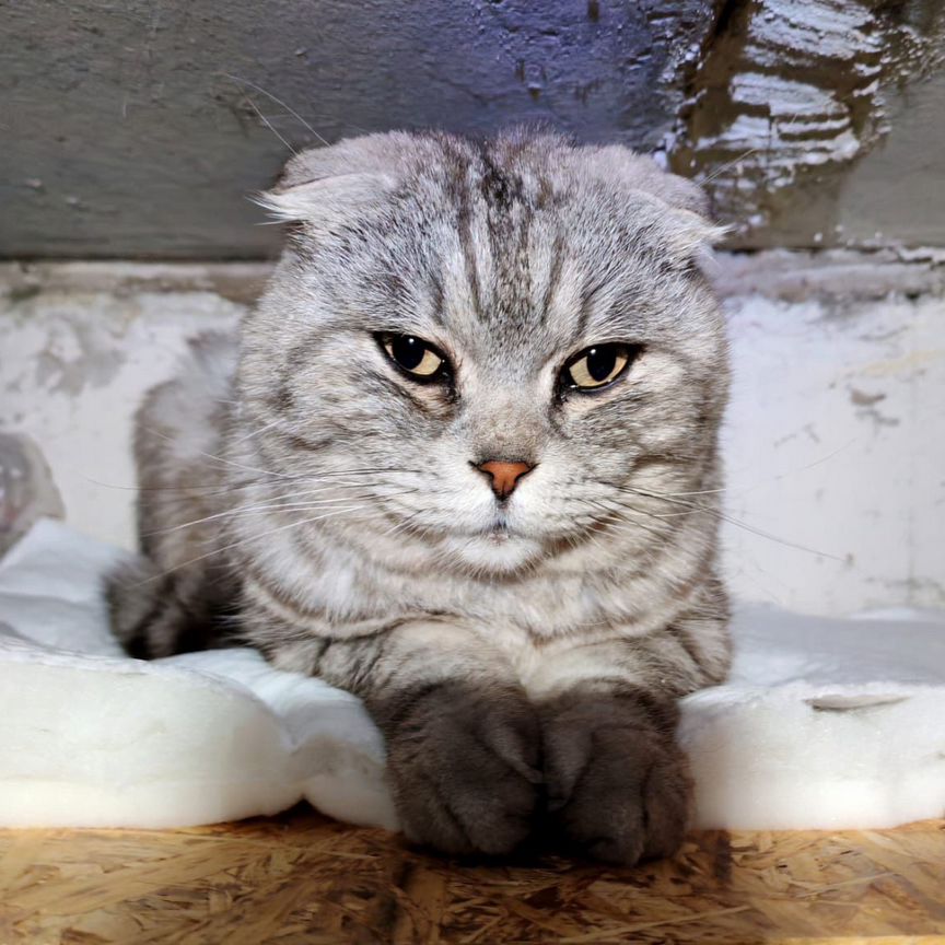 Шикарный шотландец спасен с дач