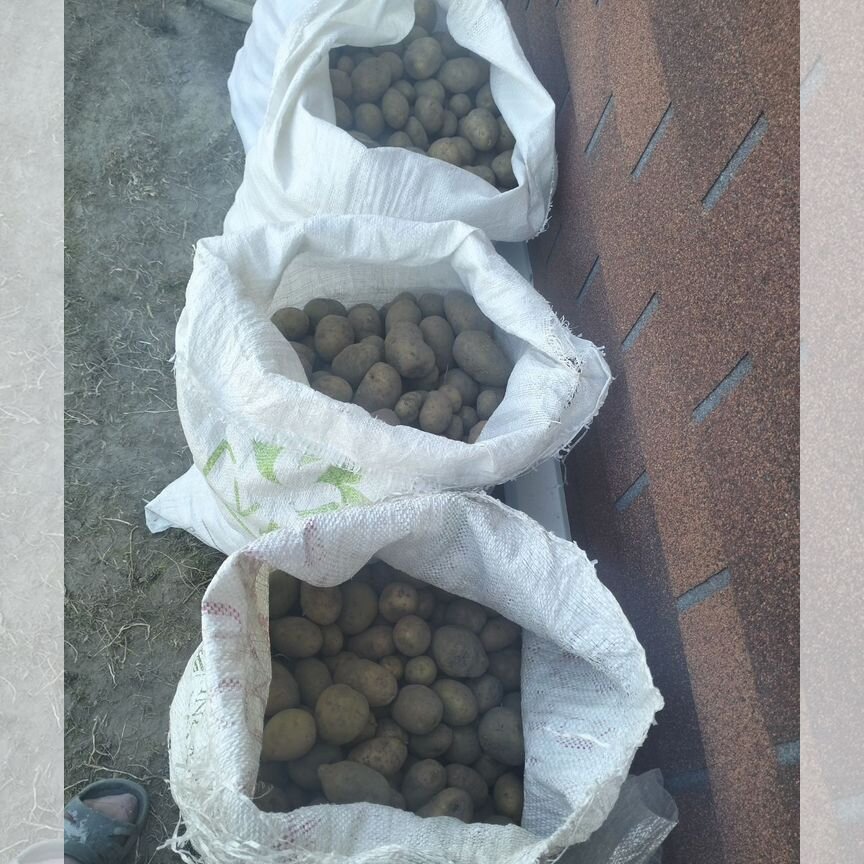 Картофель мелкий на корм скоту