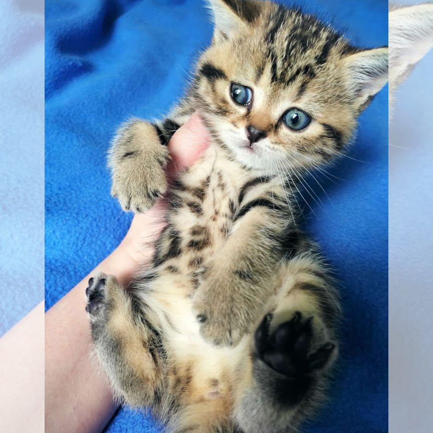 Котёнок, котята в добрые руки, в дар