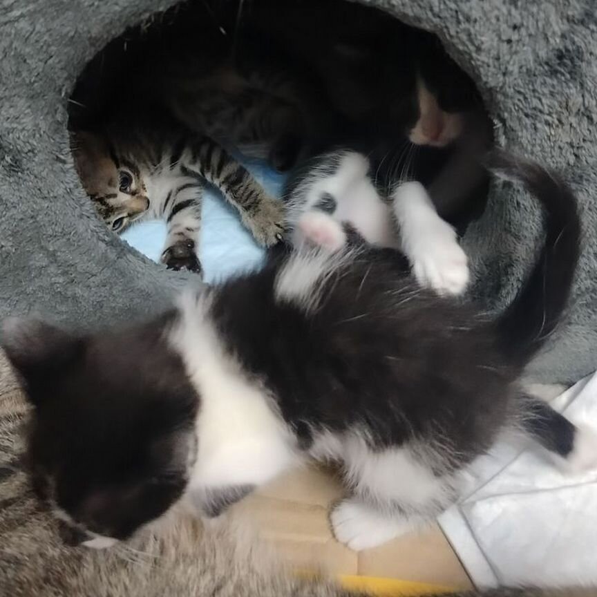 Домашние животные котята бесплатно