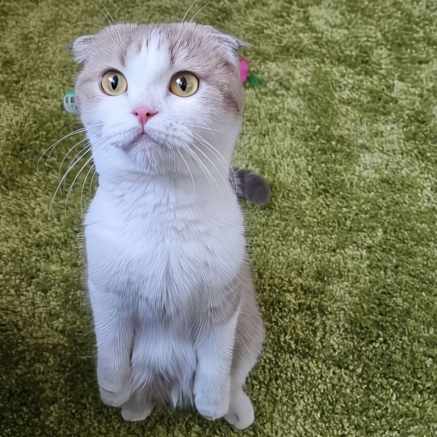 Шотландская вислоухая короткошёрстная, взрослая кошка