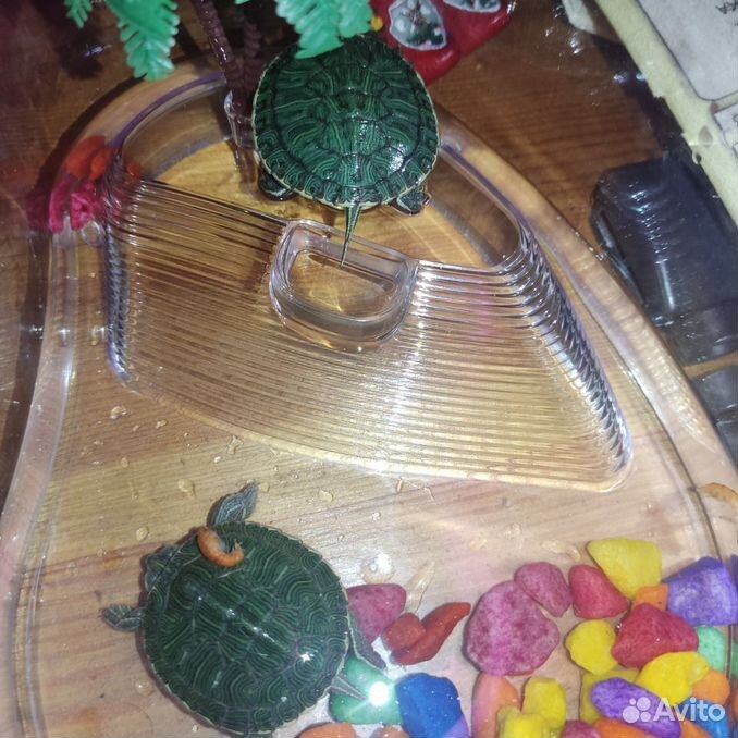 Красноухая черепаха с аквариумом