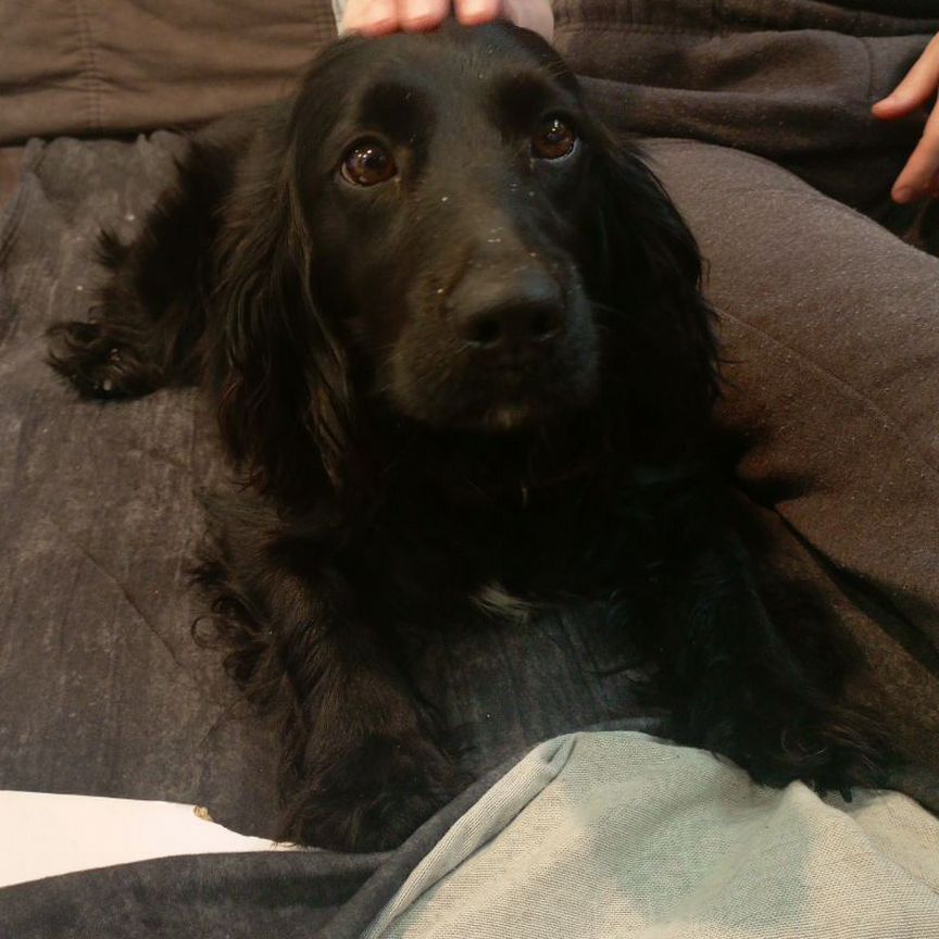 Русский охотничий спаниель, взрослая собака