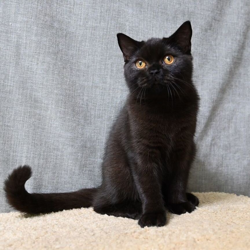 Черные британские котята девочки