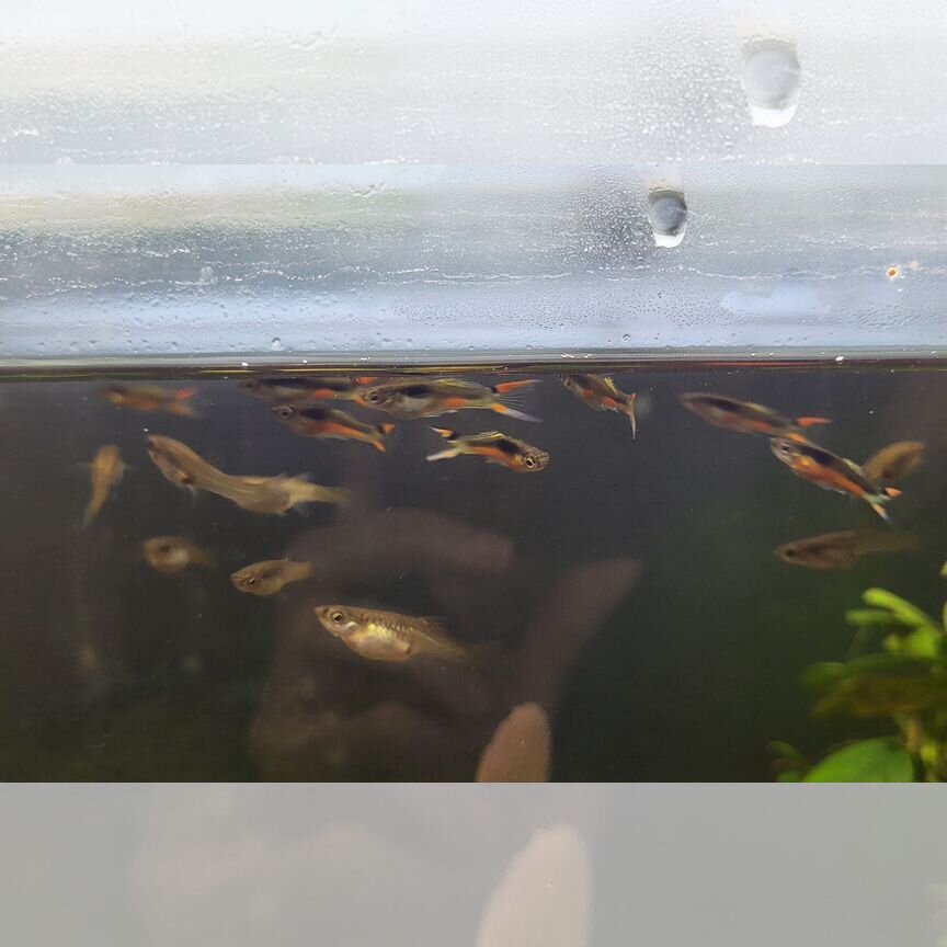 Гуппи эндлера