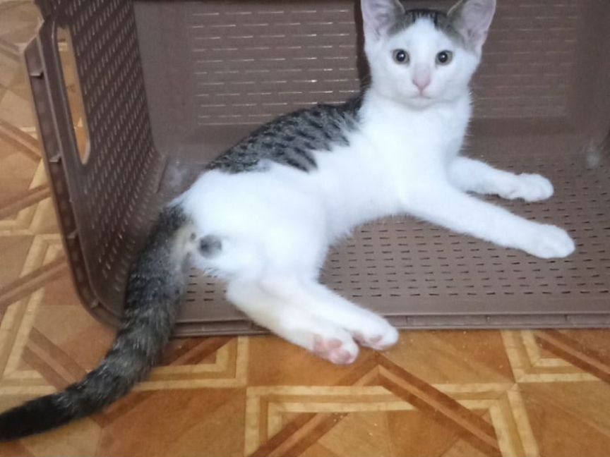 Митя ищет дом