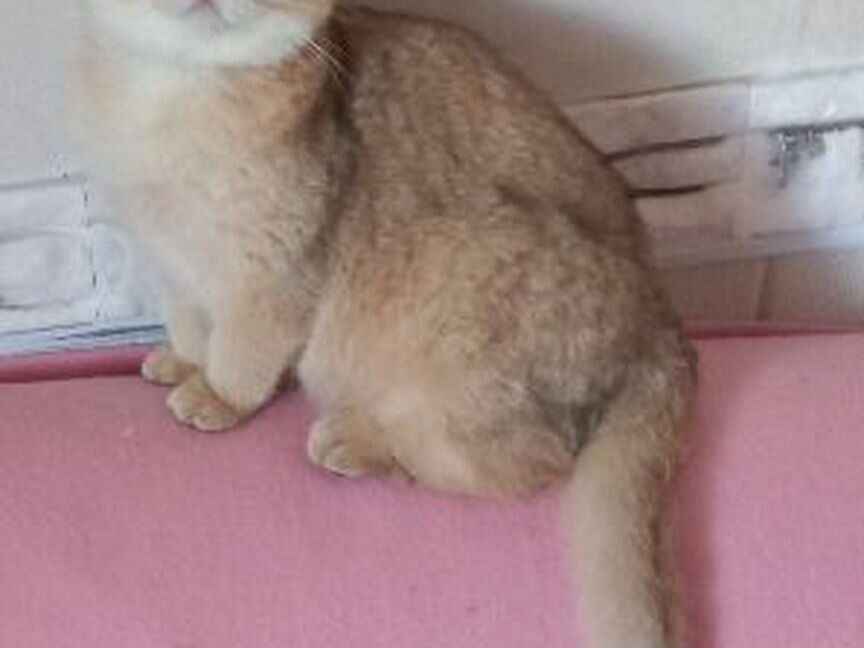 Котята окраса золотая шиншилла