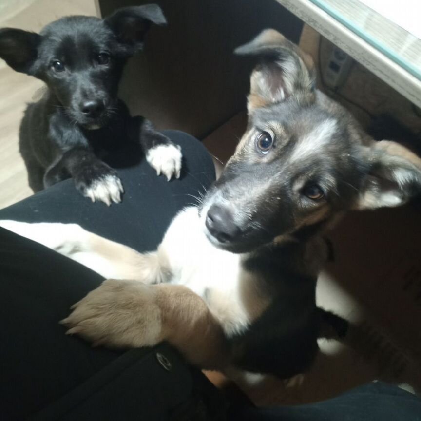 Щенок в добрые руки