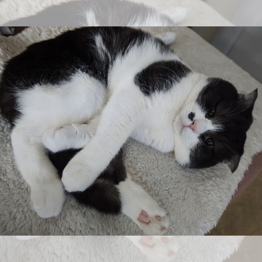 Шотландский вислоухий короткошёрстный, взрослый кот