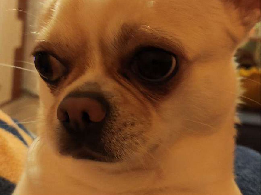 Кобель для случки Чихуахуа