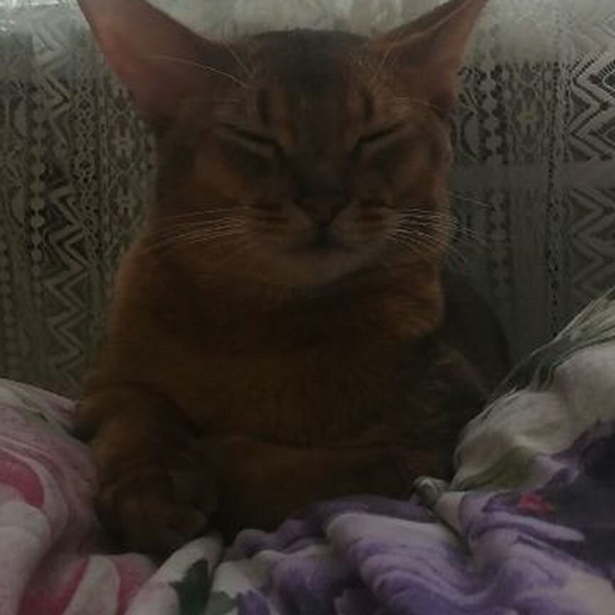 Абиссинский котенок