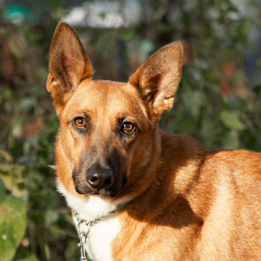 Рыжая Марита - солнце для души в добрые руки