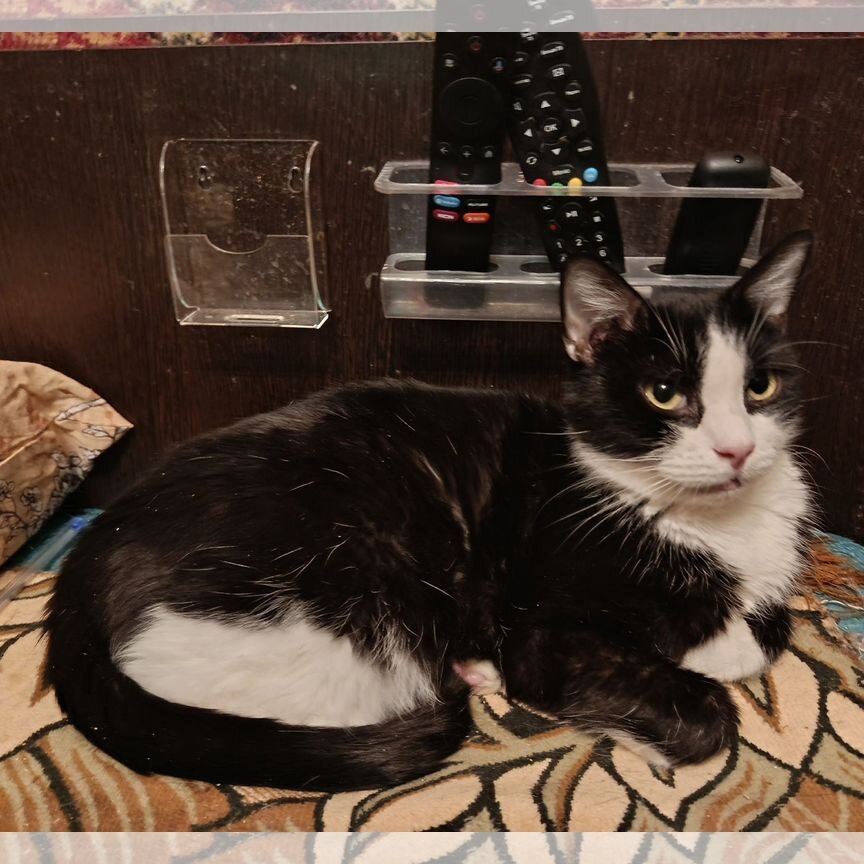 Взрослый кот в добрые руки