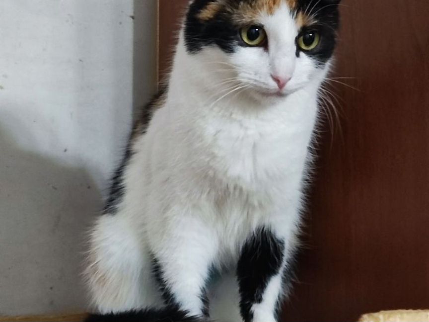 Кошечка Карамелька из приюта