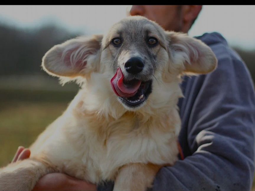 Щенок в добрые руки