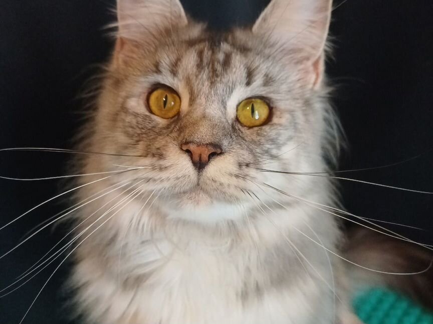 Котенок Мейн-Кун