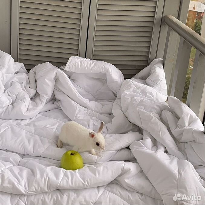 Крольчонок девочка 2 мес нидерландская