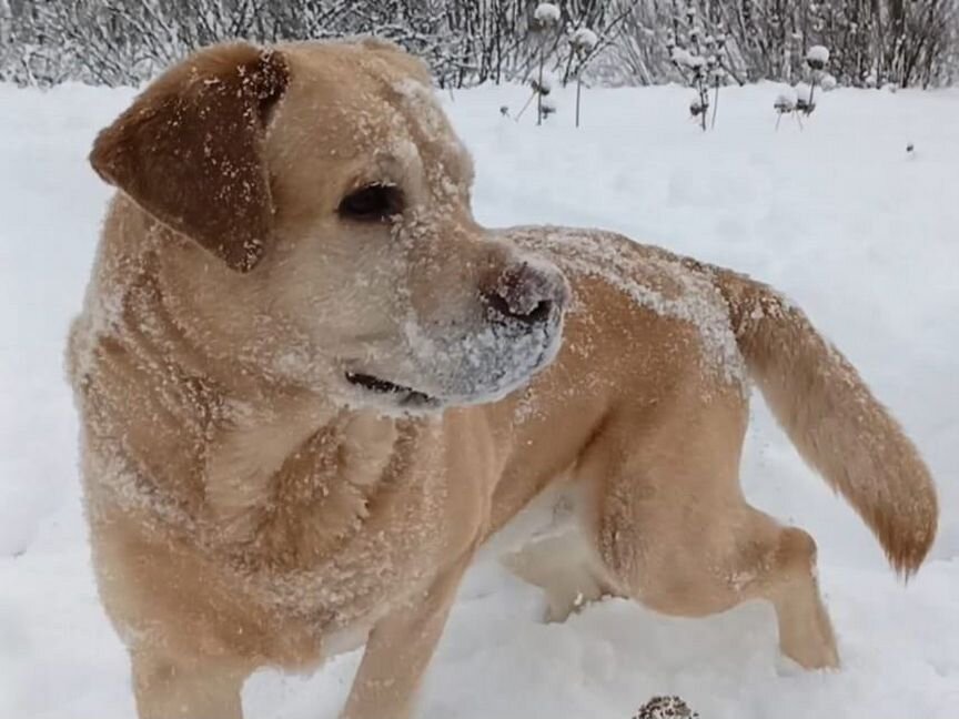 Потерялся Лабрадор