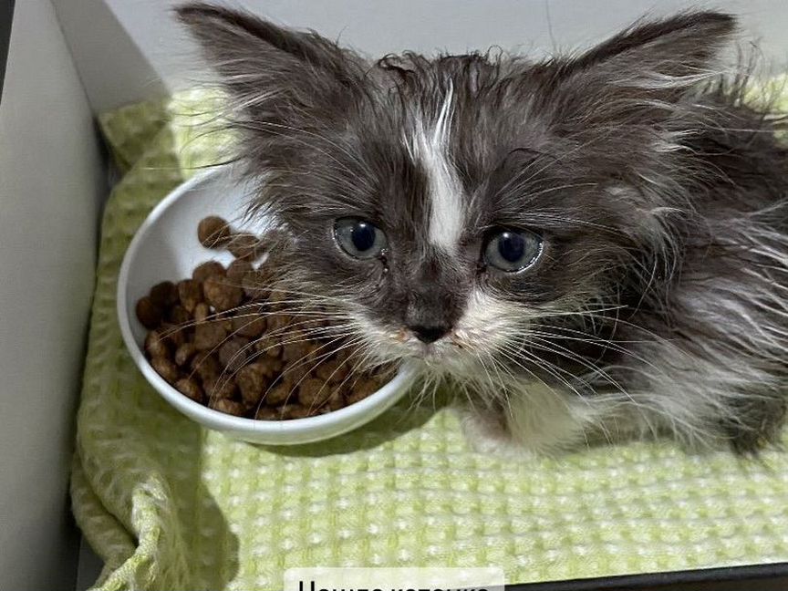 Котенок мальчик в добрые руки
