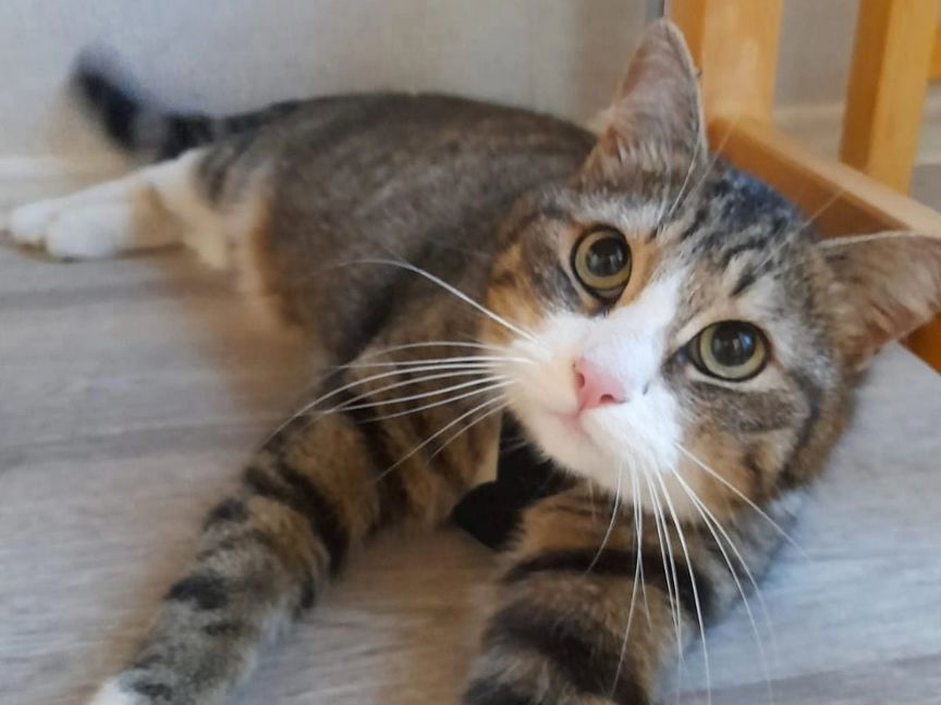 Ласковый котик ждёт Вас