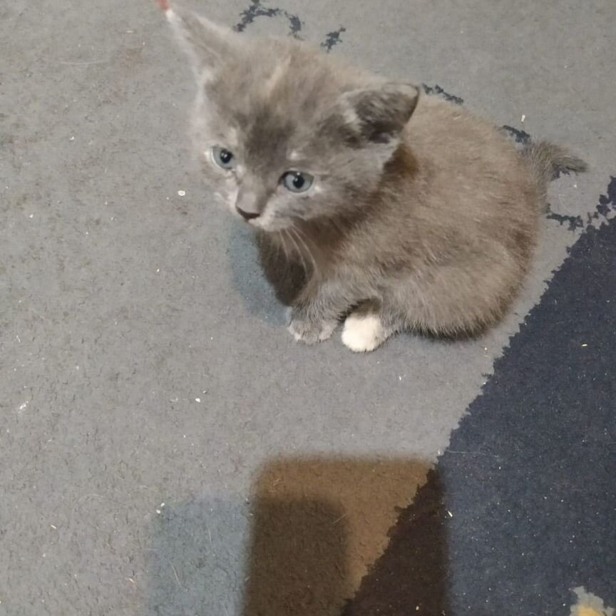 Котенок, кошечка, котята (им месяц)