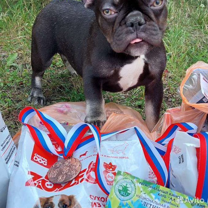 Французский бульдог девченка