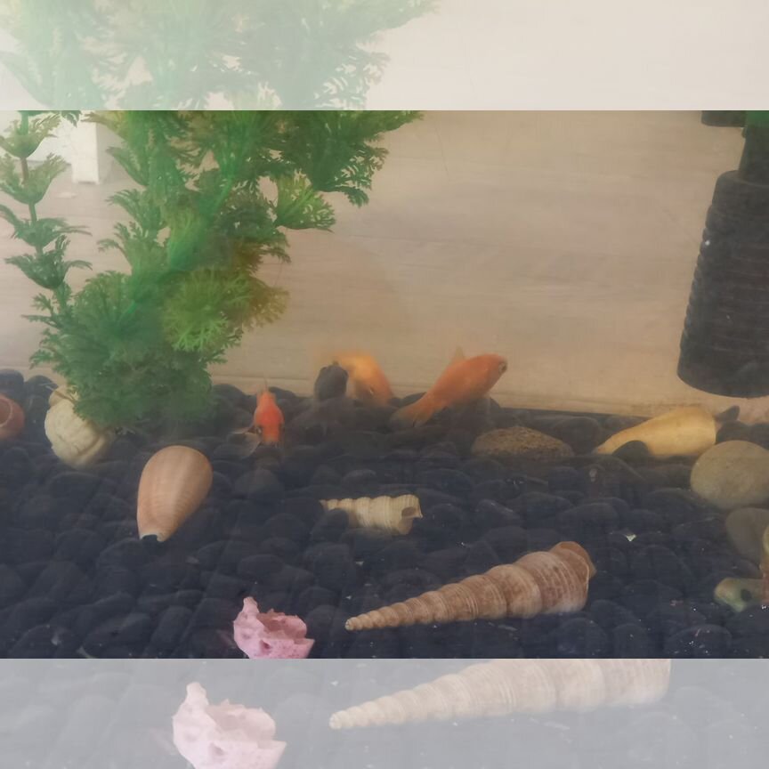 Продам рыбок