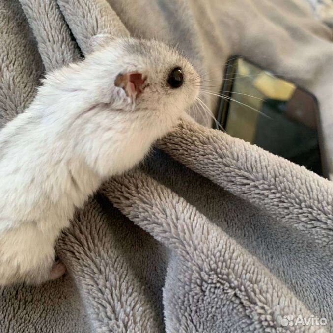 Джунгарский хомячок, мальчик