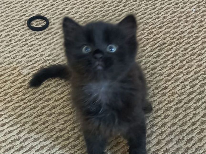 Котята сибиркие