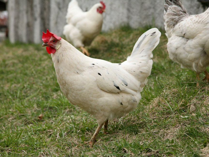 Куры несушки