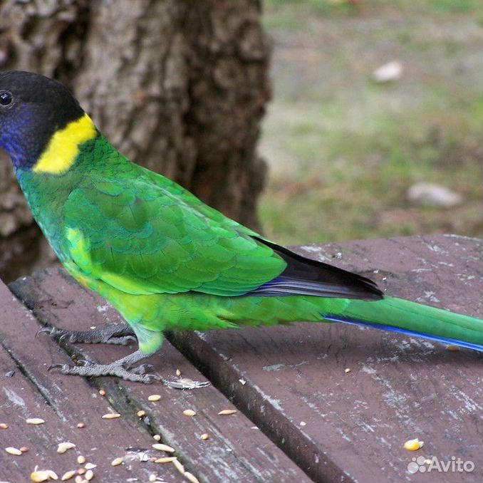 Розелла Воротничковая