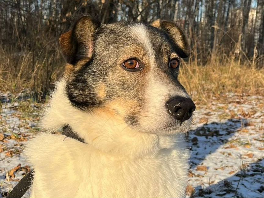 Собака Лютик из приюта ищет семью