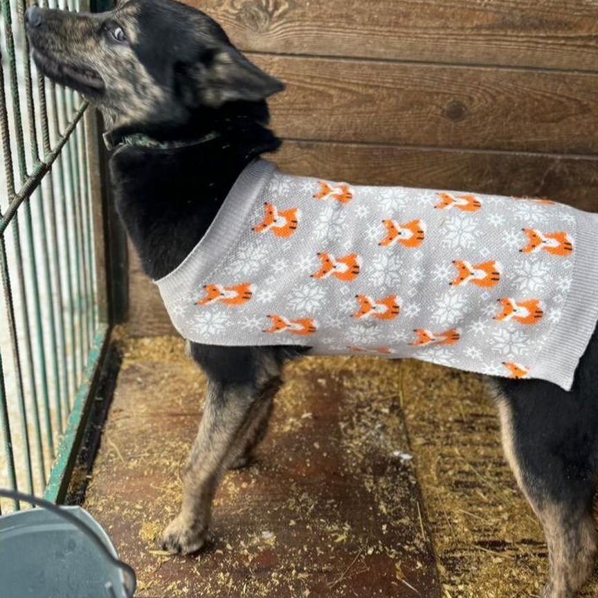 Собака Аэлита мёрзнет в приюте