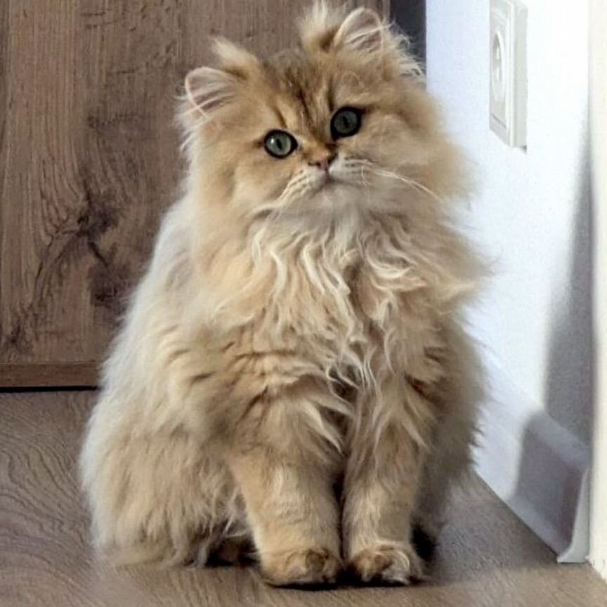 Британская длинношёрстная, взрослая кошка