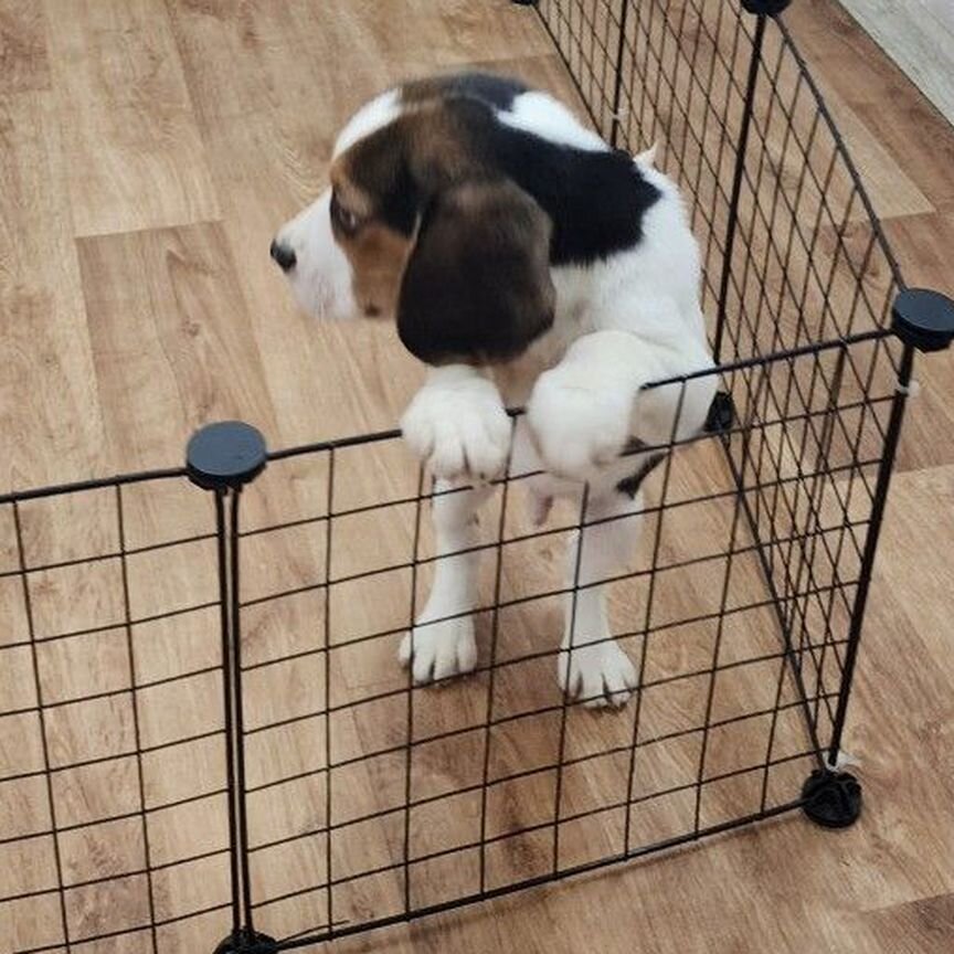 Бигль, щенок