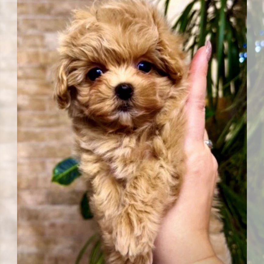 Мальтипу, щенок