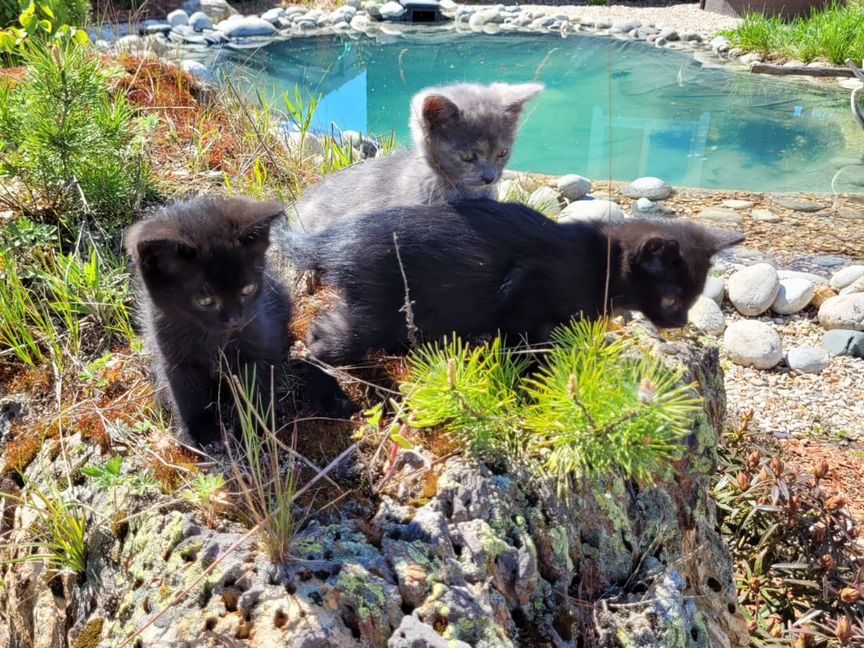 Чёрные котята