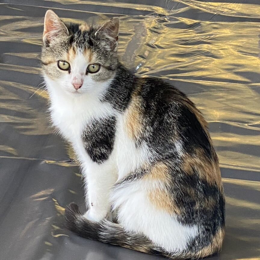 Котята в добрые руки бесплатно