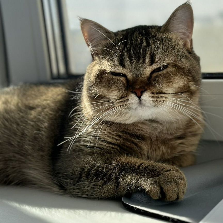 Кот на вязку за котенка