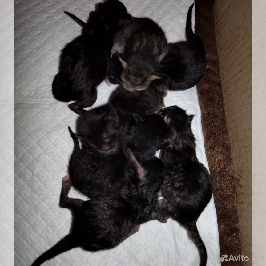 Котята