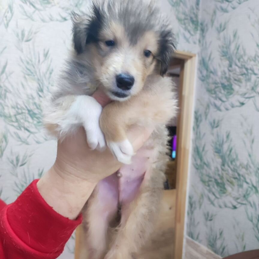 Малыш колли