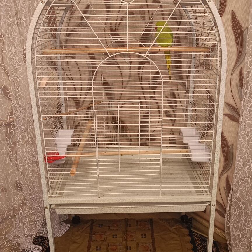 Клетка
