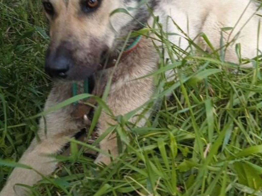 Щенок 10 мес в большую дружную семью с детьми