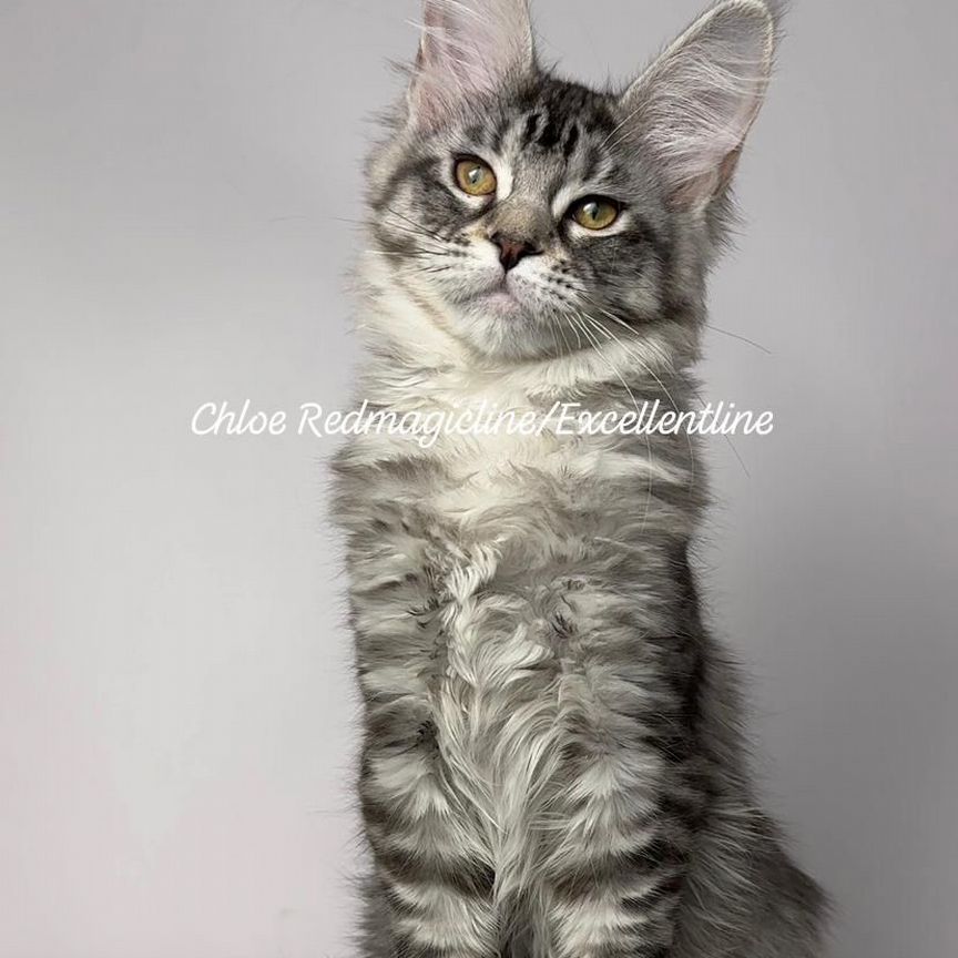 Серебряные девочки мейнкун