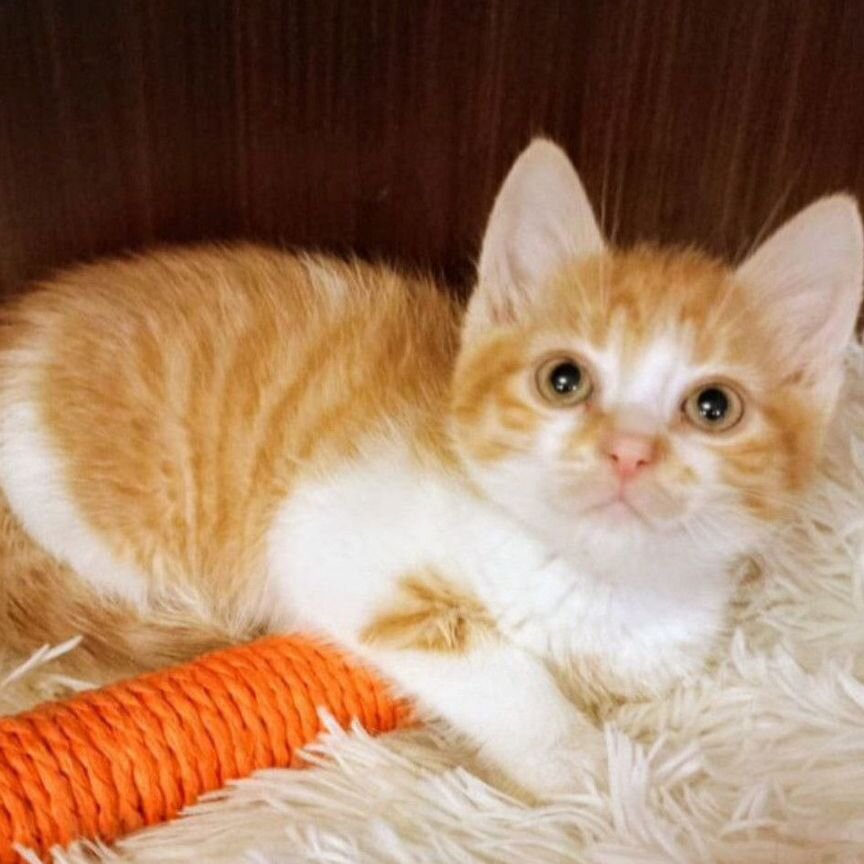 Котенок в добрые руки. Рыжий Лютик