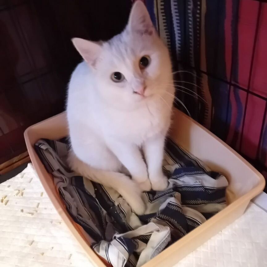 Взрослая кошка в добрые руки